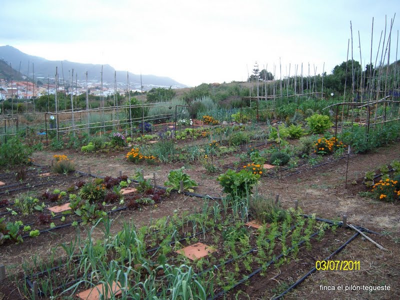 Finca Ecológica el Pilón: Cosas del día a día en la Finca el Pilón.