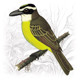 Bem-Te-Vi, Espécies de Bem-Te-Vis do Brasil