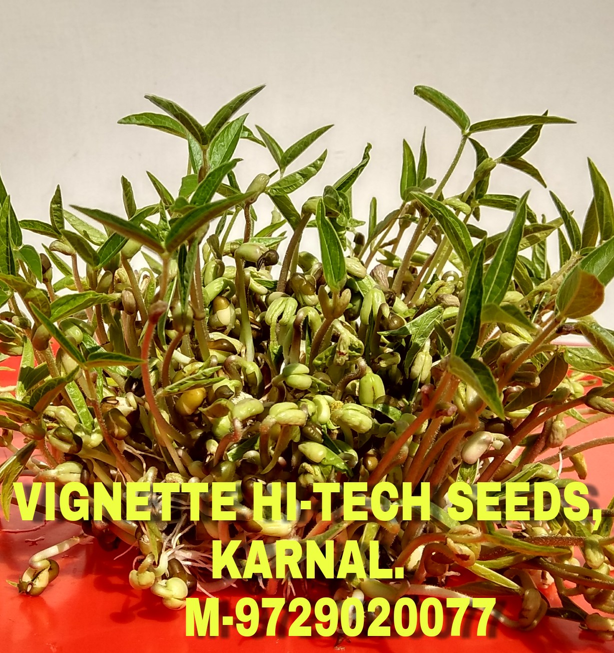 VIGNETTE HI-TECH SEED KARNAL: 2018