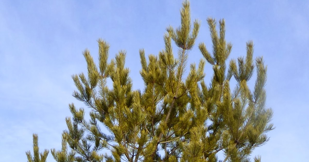 Trees: Two Needle Pines