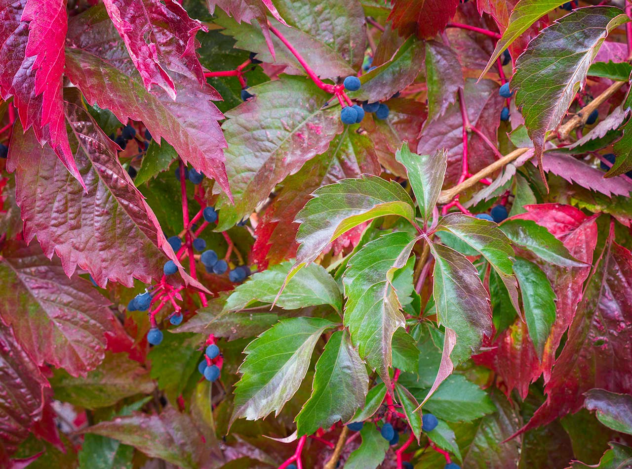 Jim Cox Photos: Virginia Creeper
