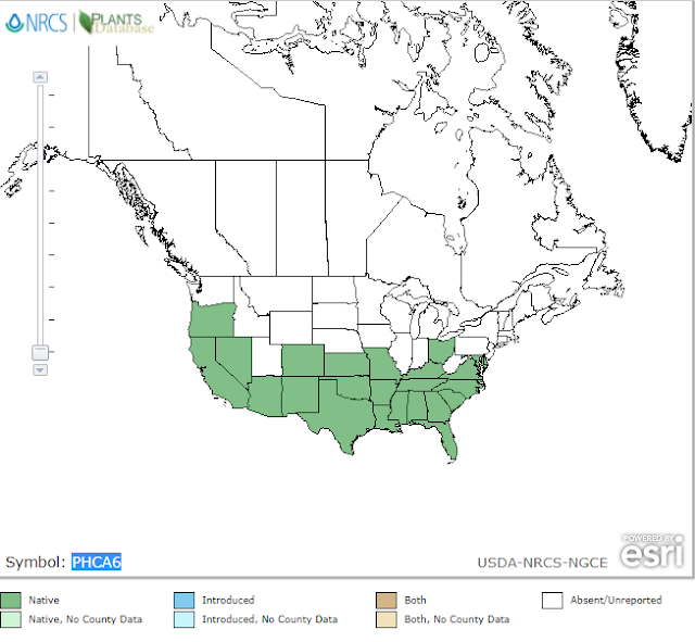 Earth and Space News: North American Maygrass Gardens: Drinks, Flower ...