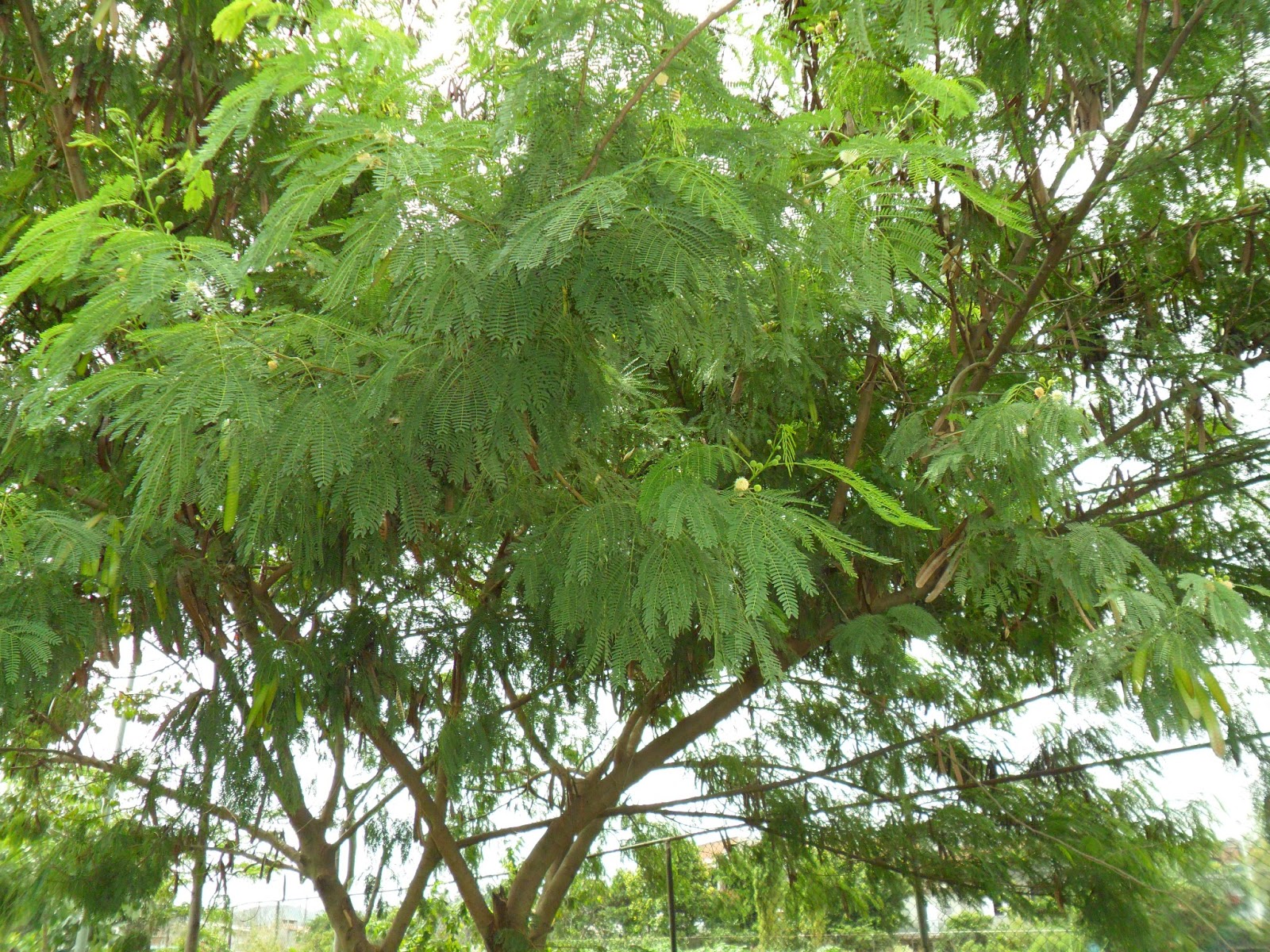 Parque Ecológico do Rochdale: Flora do Parque