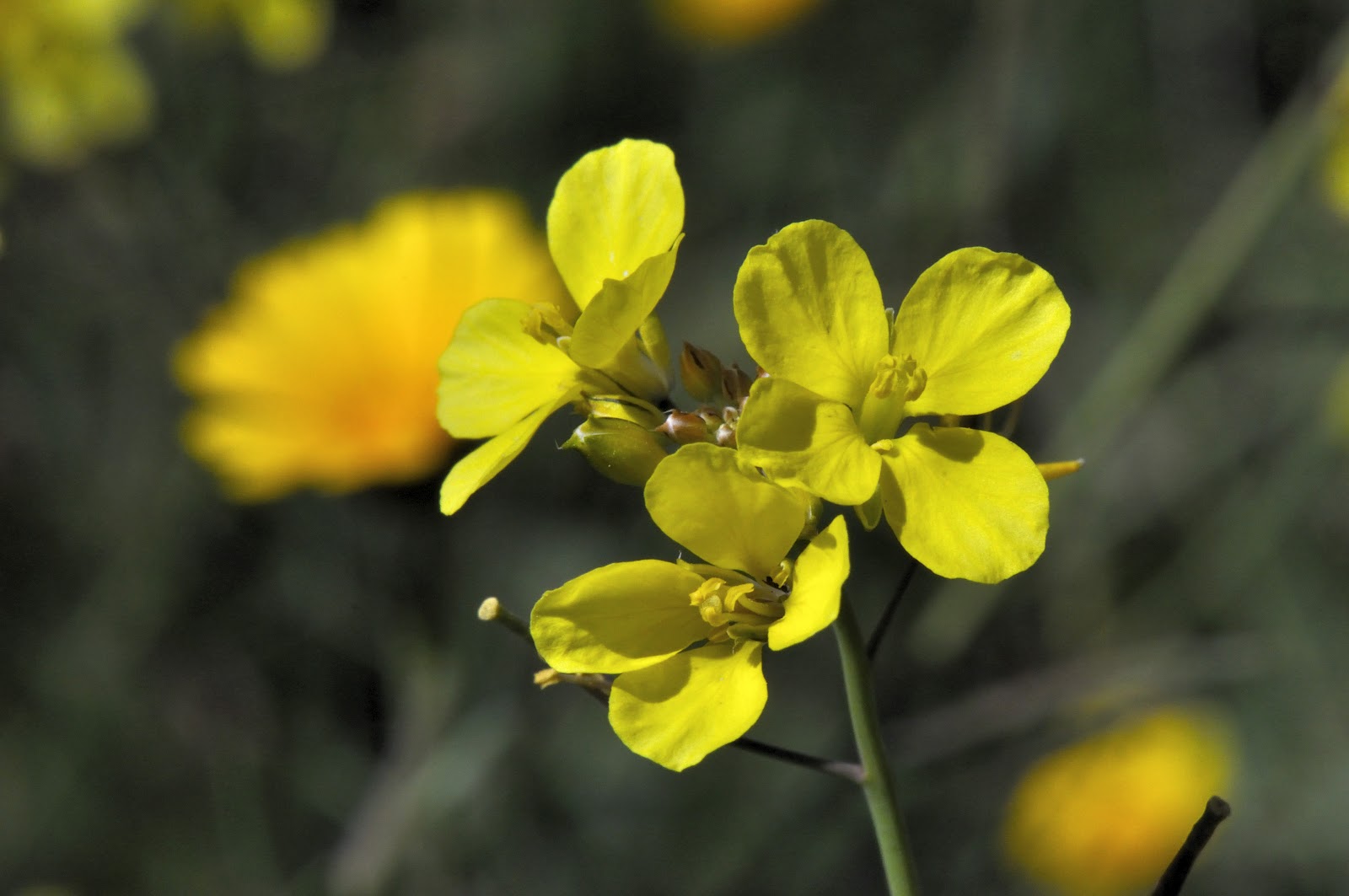 Desde Alájar: Jaramago