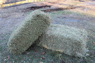 What You Need to Know Before Purchasing a Goat