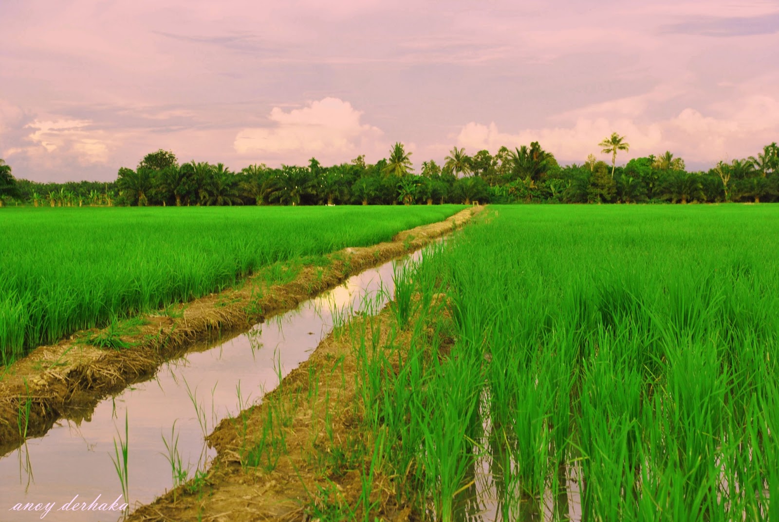 mari bercerita: tentang sawah