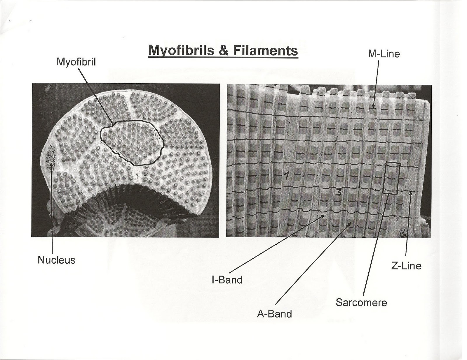 ANATOMY & PHYSIOLOGY I BIS 240: Myofibrils and Filaments