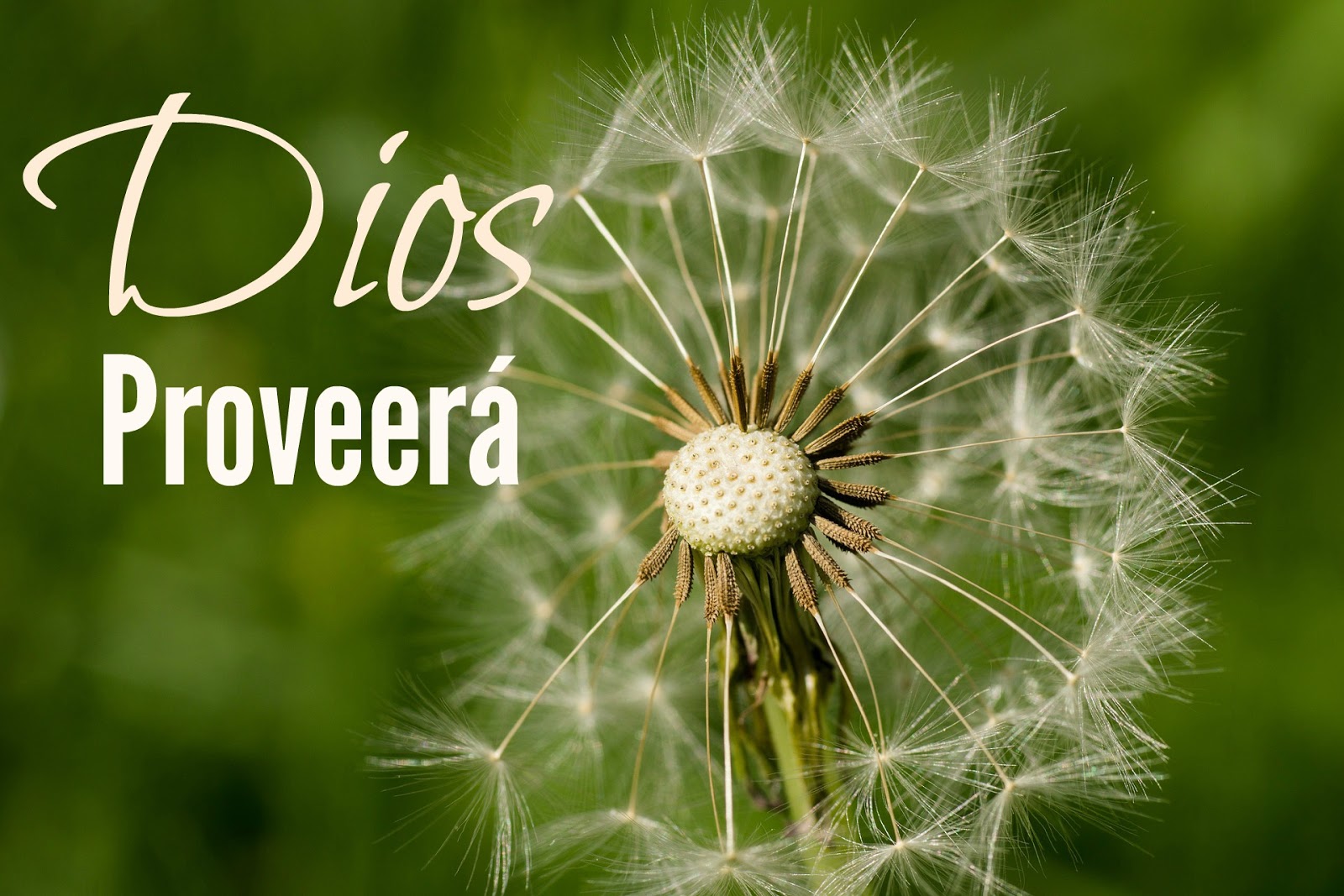 Floreciendo en Cristo: Dios Proveerá
