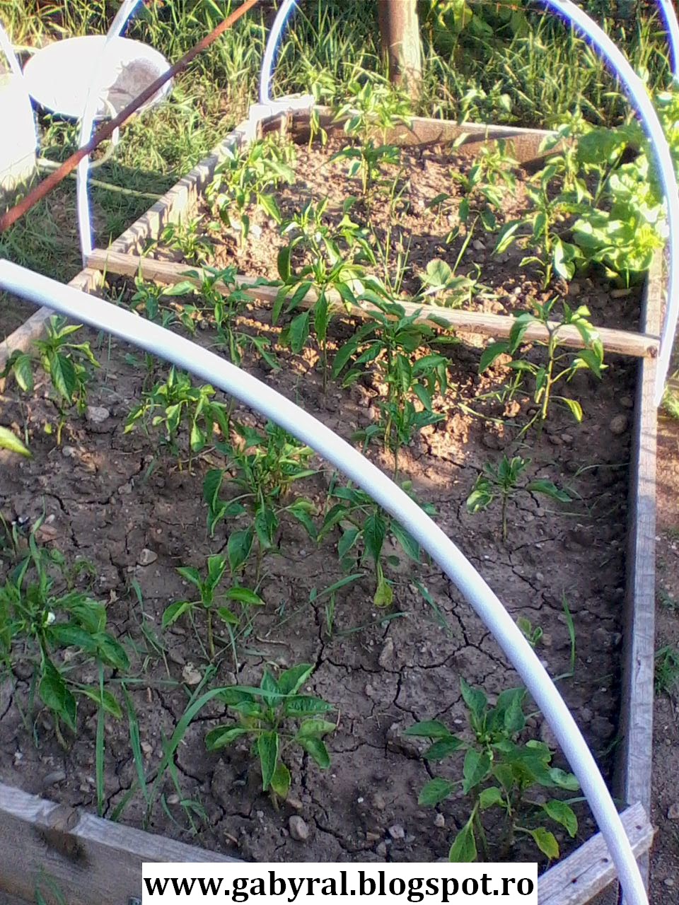 Straturi înălțate Iunie | BRICOLAJ - GRADINA - SFATURI si IDEI