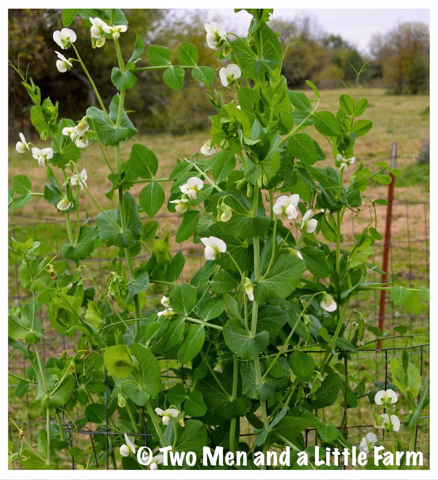 Two Men and a Little Farm: ALASKA GARDEN PEAS