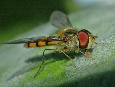 CABINET OF CURIOSITIES: Hoverfly