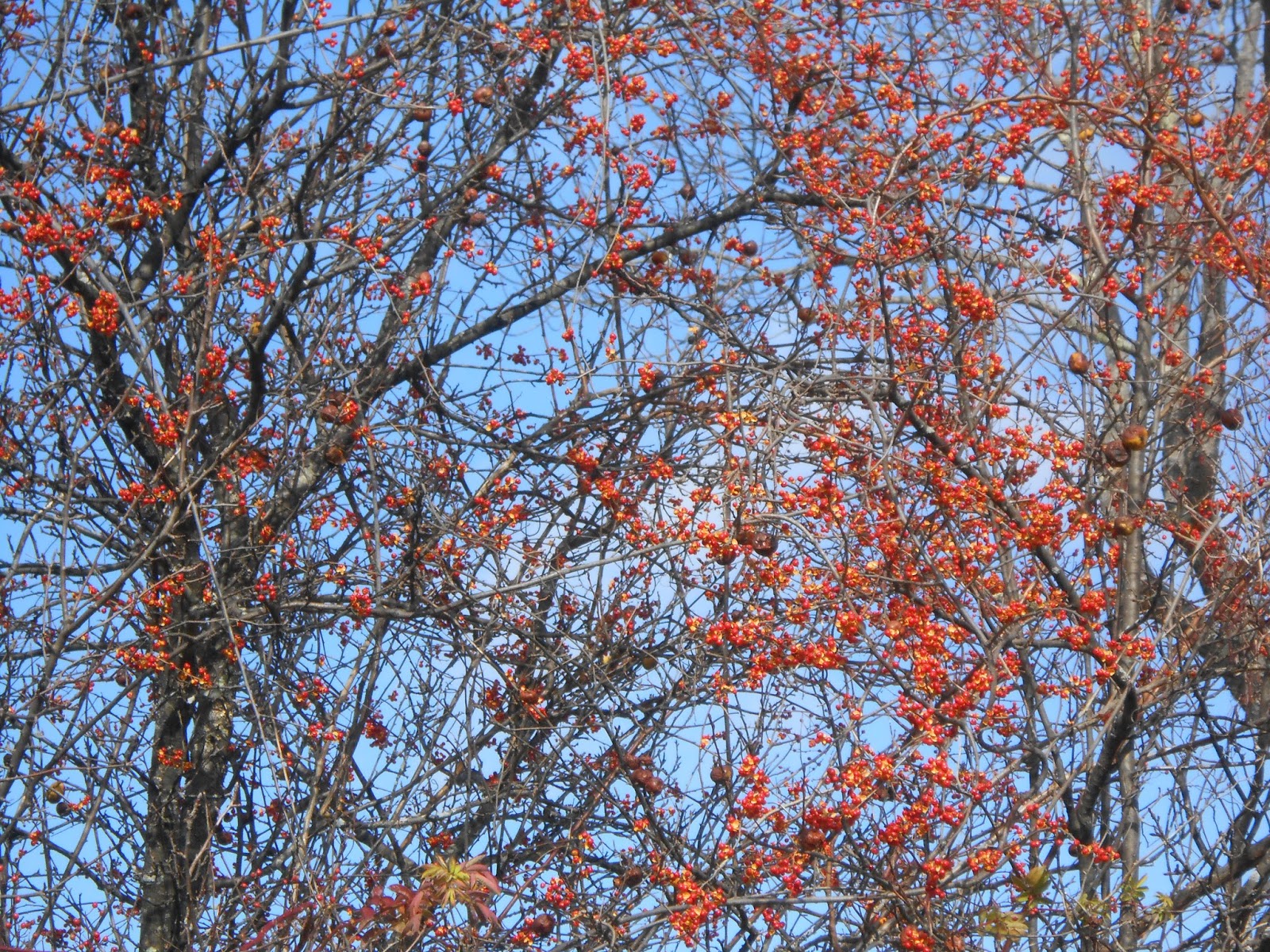 Across My Kitchen Table: A closer look at the "bittersweet tree"