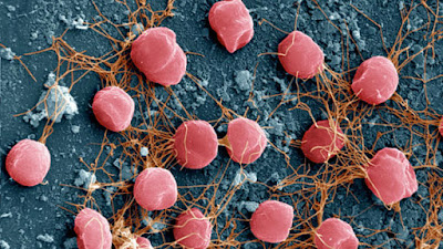 Rangkaian Kata di Hari Jum'at Sore: Archaebacteria