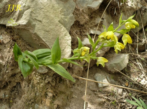 Grupo Orquideófilo del Norte Santafesino: Chloraea elegans M.N. Correa ...