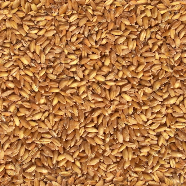 DDMODELS: WHEAT SEAMLESS TEXTURE MAP BY DDMODELS
