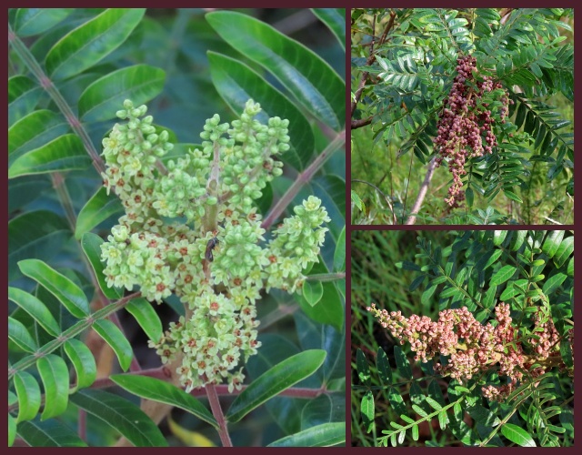 " Welcome to Lavender Dreams ": Winged Sumac and Florida wildflowers