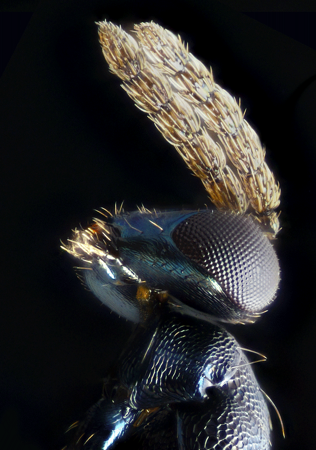 ムシをデザインしたのはダレ？: ヒメコバチ科 Sympiesis striatipes (Ashmaed) ♀