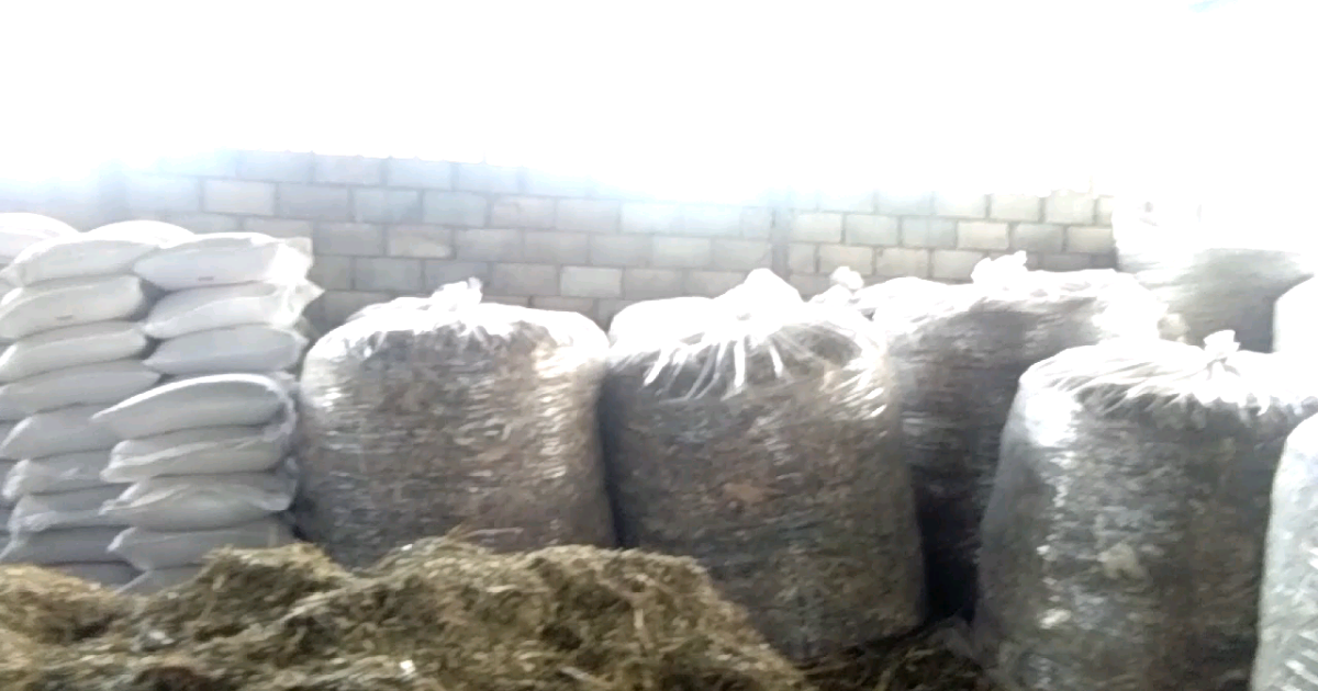 PUSAT BUDIDAYA KAMBING BOER, PE, KACANG, JAWA RANDU, DOMBA SUPER "BEJO ...