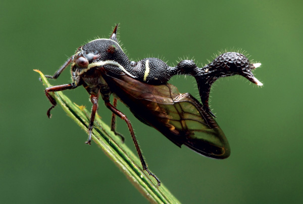 Springfield Plateau: Mad Hat Insect