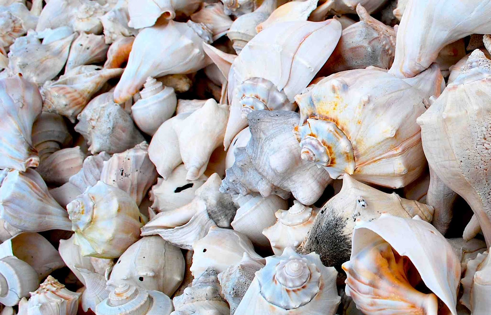 ARTS&FOOD®™: A Day at the Beach on Florida's Gulf Coast! + Oysters ...