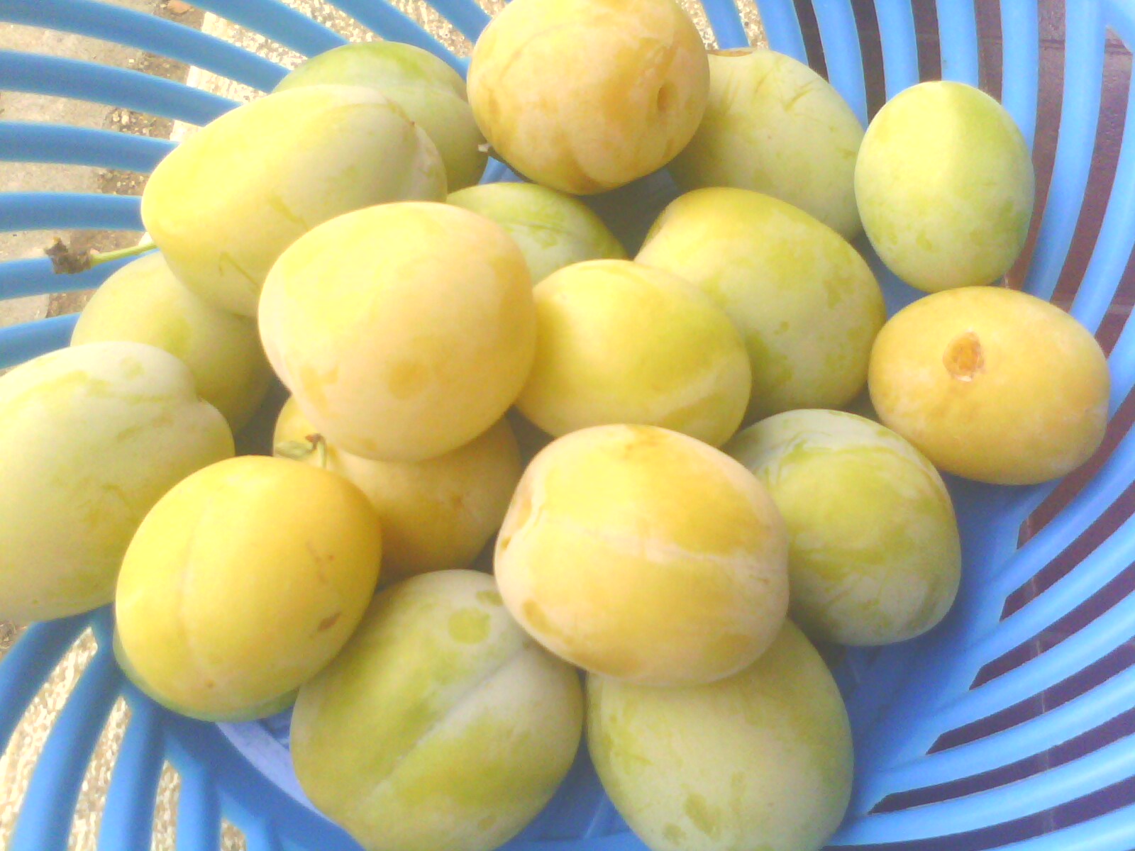 ALLISSONECOMPANHIA: ABRUNHOS AMARELOS...os primeiros...