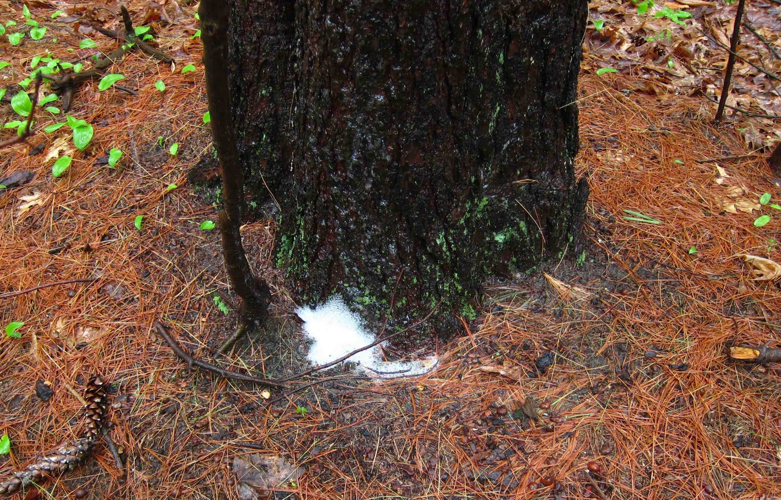 Saratoga woods and waterways: Rain, Rain, Won't Keep Me Away