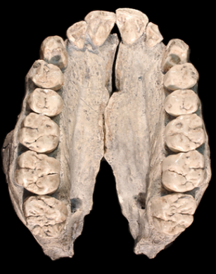 Paleoantropología hoy: Australopithecus afarensis