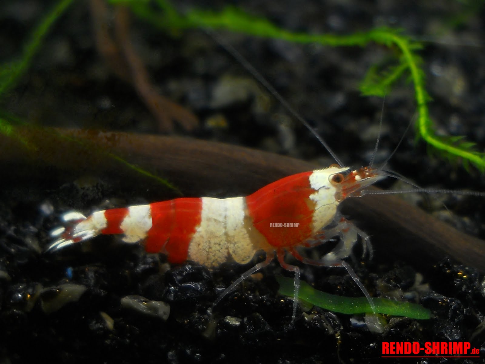 RENDO-SHRIMP Nano-Aquaristik: Red Bee/Black Bee