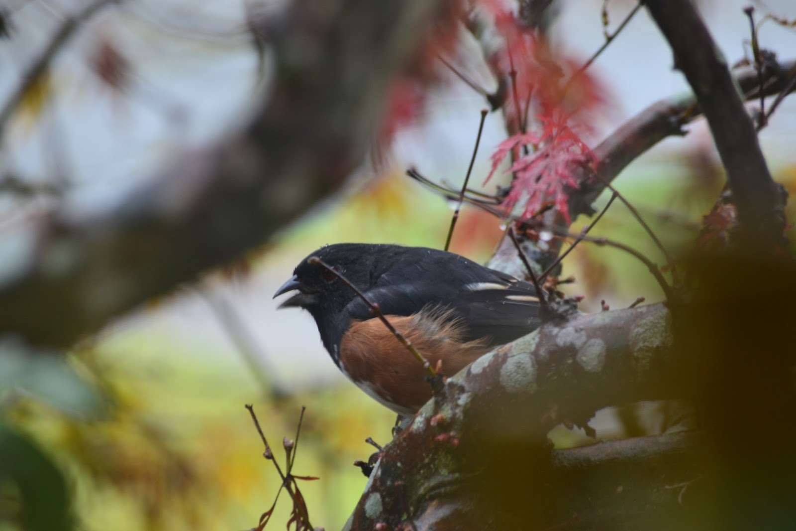 The Greenbelt: Maple tree birds
