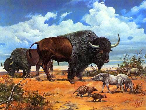 Bisonte gigante (Bison latrifons)