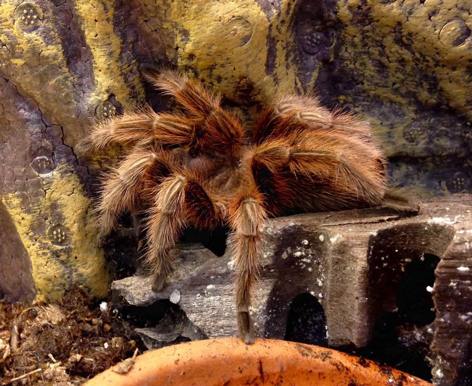 World Bird Sanctuary