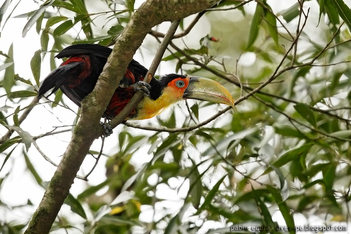 mis fotos de aves: Ramphastos dicolorus Tucán Pico Verde Red-breasted ...