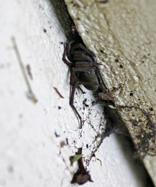 MObugs: Rust-Colored Spider Wasp