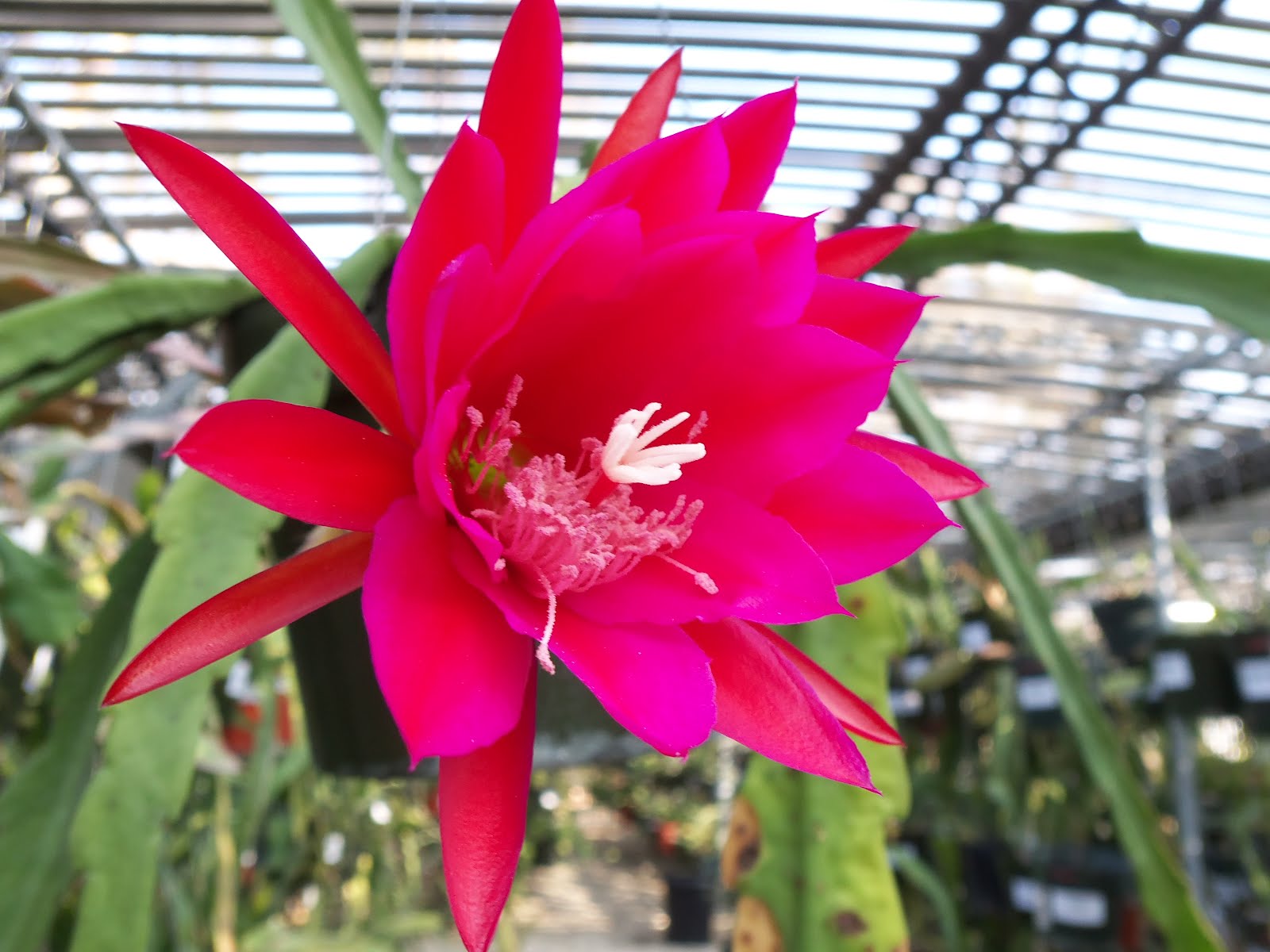 The Epiphyllum Garden: "Vive Rouge"
