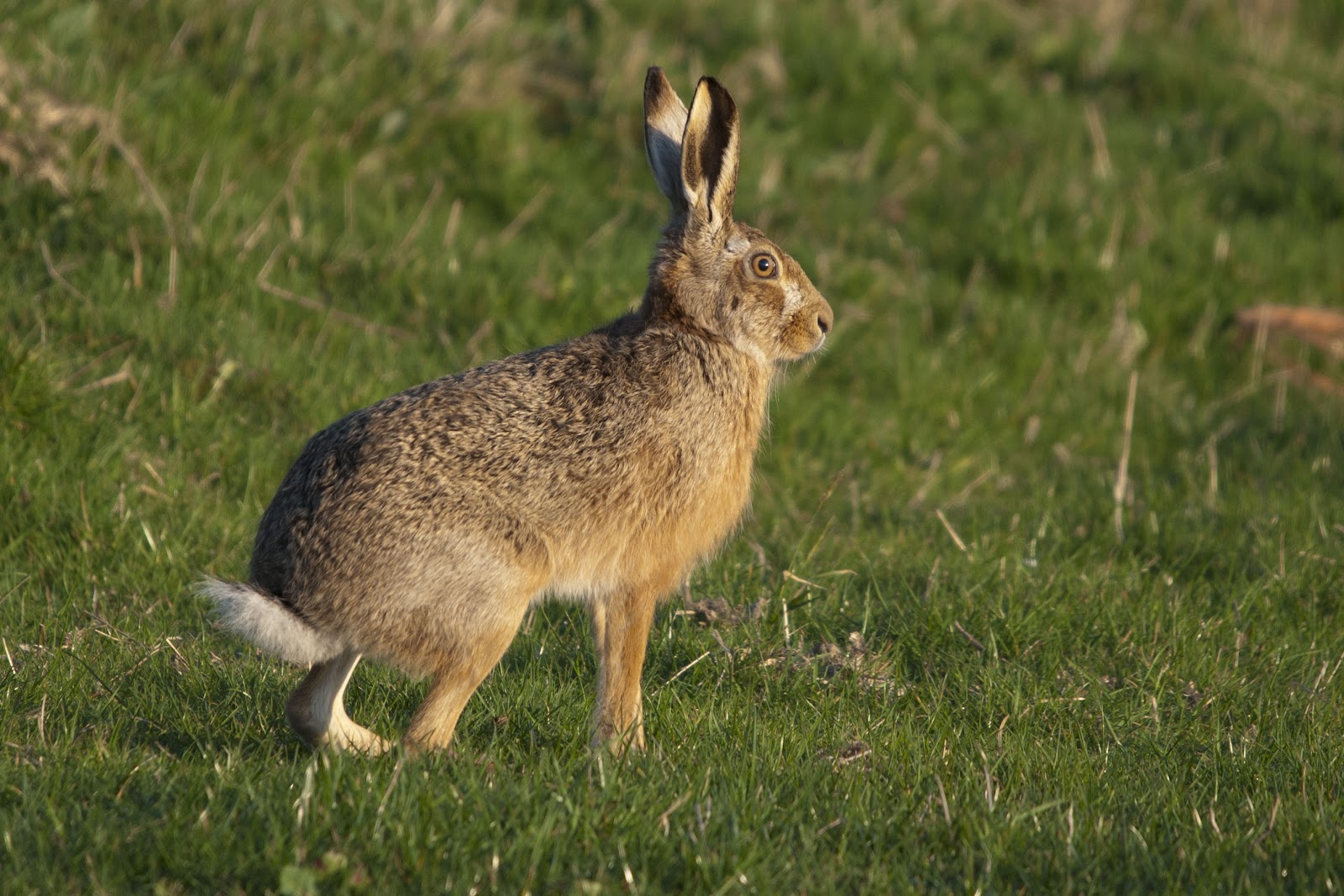 Yorkshire Field Herping and Wildlife Photography: Brown Hares at last!