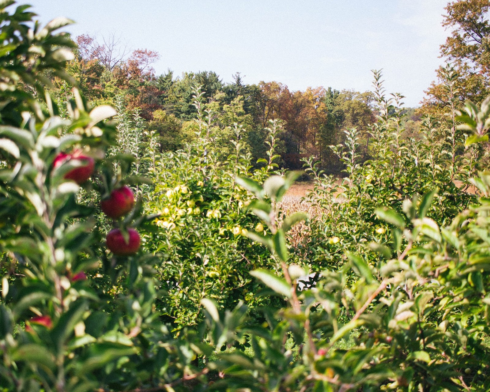 Sunday Afternoon Apple Picking