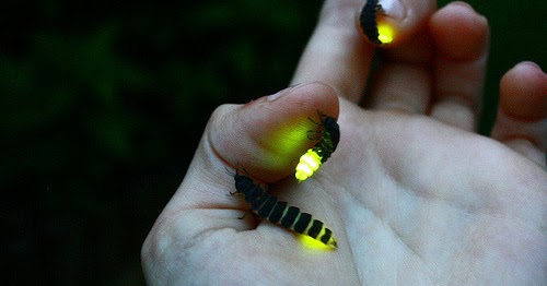 Church of OUR Father in heaven: Firefly and or alitaptap