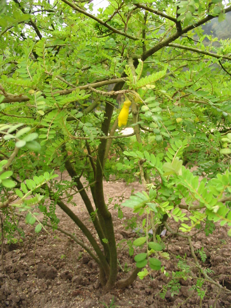 JARDIN BOTANICO NACIONAL: TOROMIRO. HISTORIA