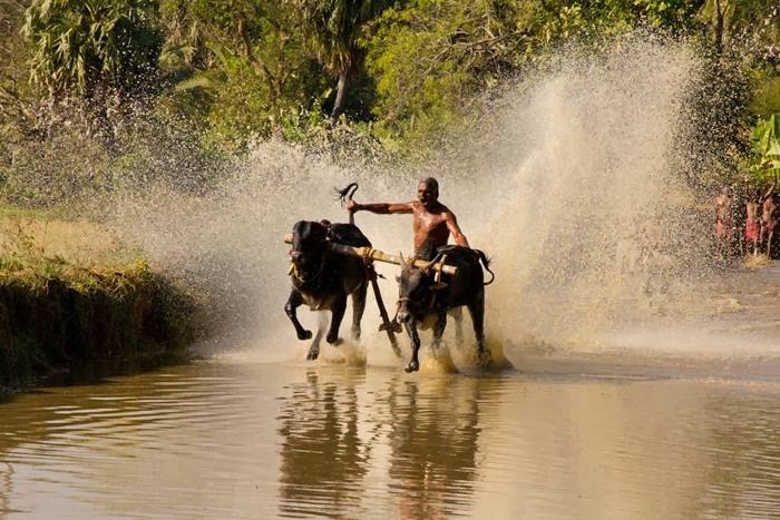 Maramadi – The Bull Race of Kerala - Ye Kya Chutiyapa Hai