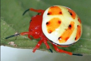 Orange Tortoise Spider