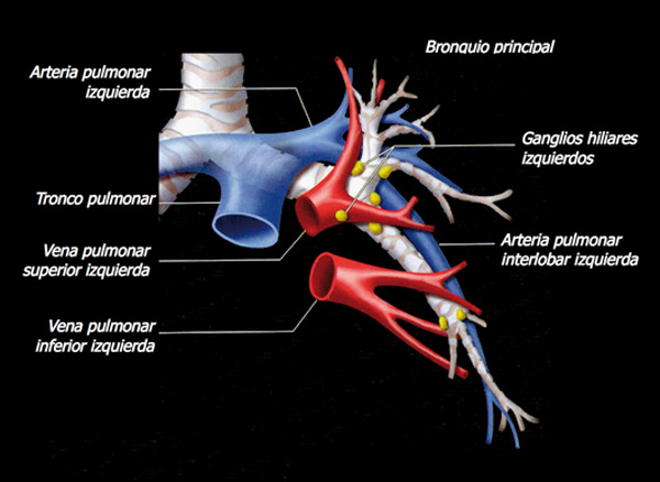 El esfenoides: Anatomía del hilio pulmonar izquierdo.