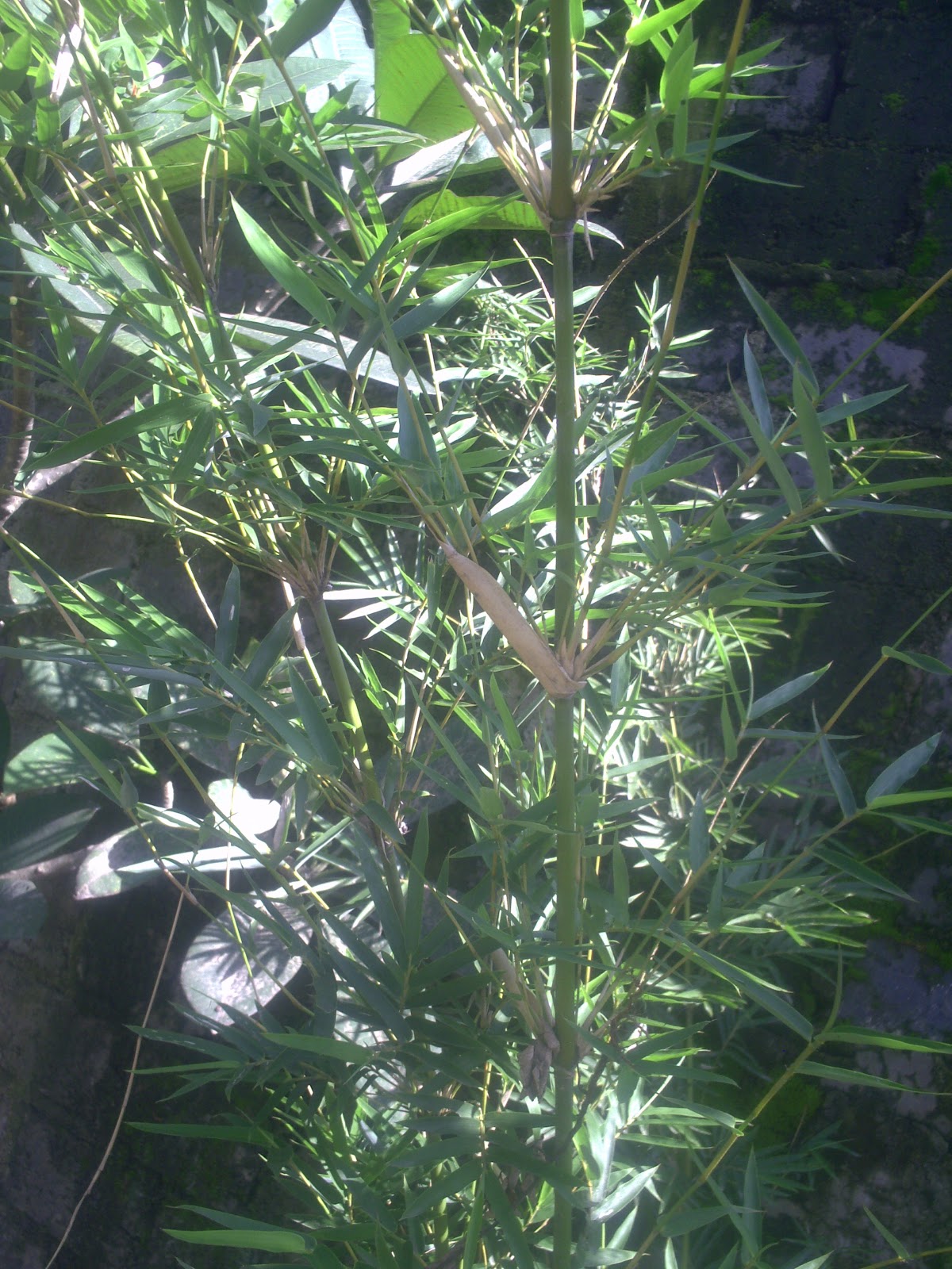 n a n o b a m b u: bambu di Indonesia