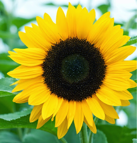 Teori tentang Warna Panas dan Dingin - manakutahu