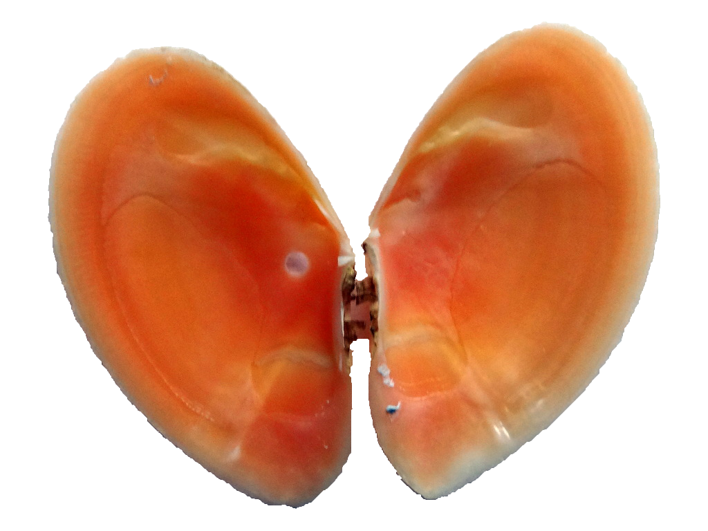 PETXINES: (Tellina incarnata)
