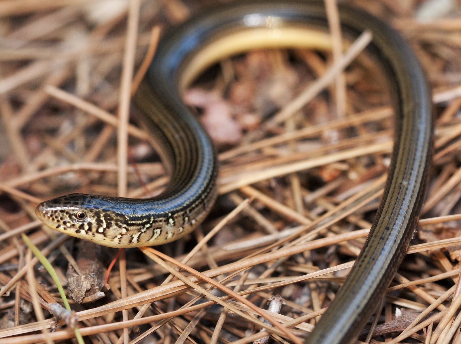 Salamander-Shmalamander: June 2013