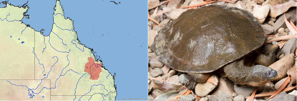 Genus Rheodytes - Kura kura sungai Fitzroy ( Fitzroy River turtle ...