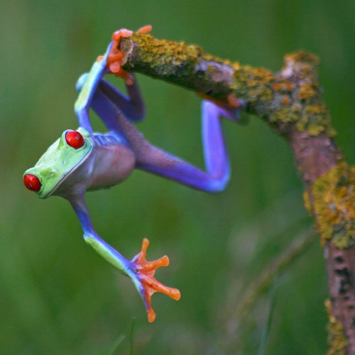 Amazing Multicolored Frogs | ALL PHOTOZ