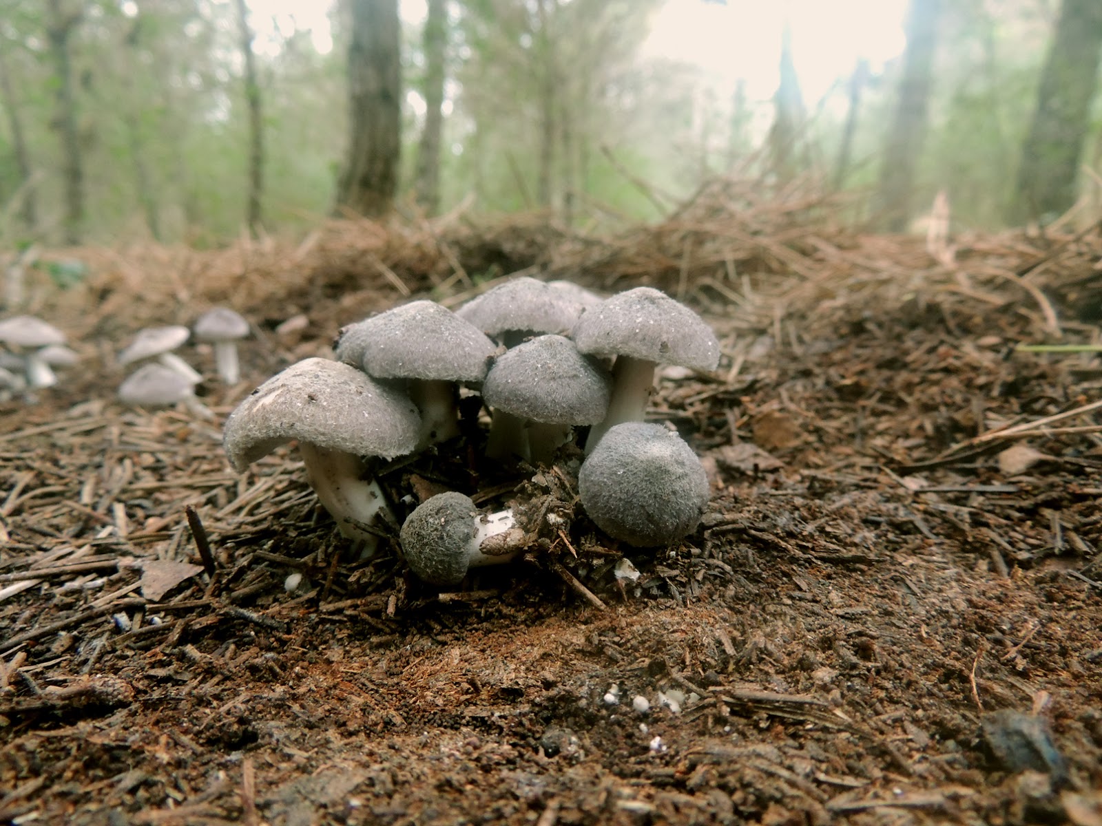Los Bolets : Fotos Setas y Descripcion