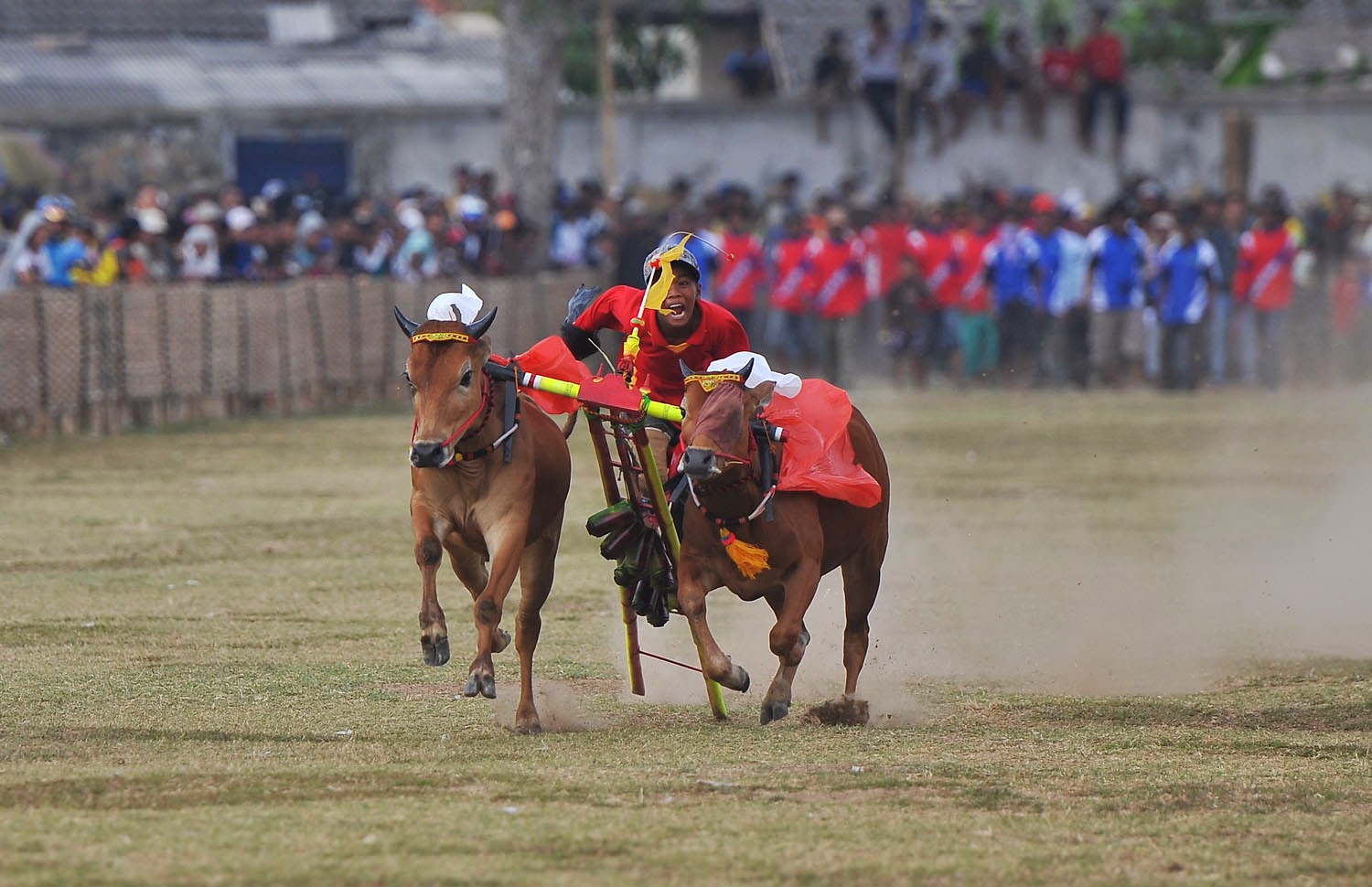Bull Racing The Famous Tourist Attraction at Madura Island - Travel to ...
