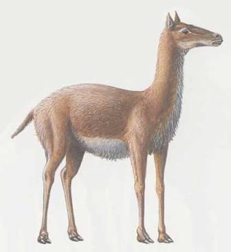 Escenarios prehistóricos: Procamelus